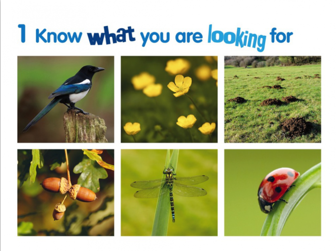 Bioblitz PowerPoint Presentation for KS1/2 | Teachwire Teaching Resource