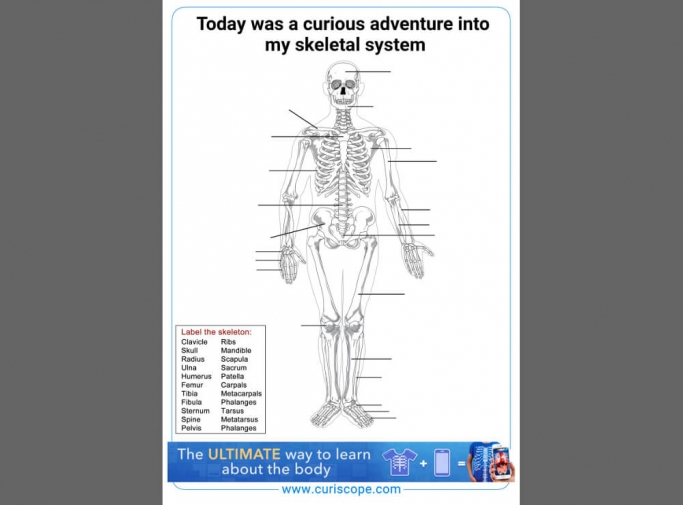 Skeletal System Resources for Key Stage 3 and 4 Science | Teachwire ...