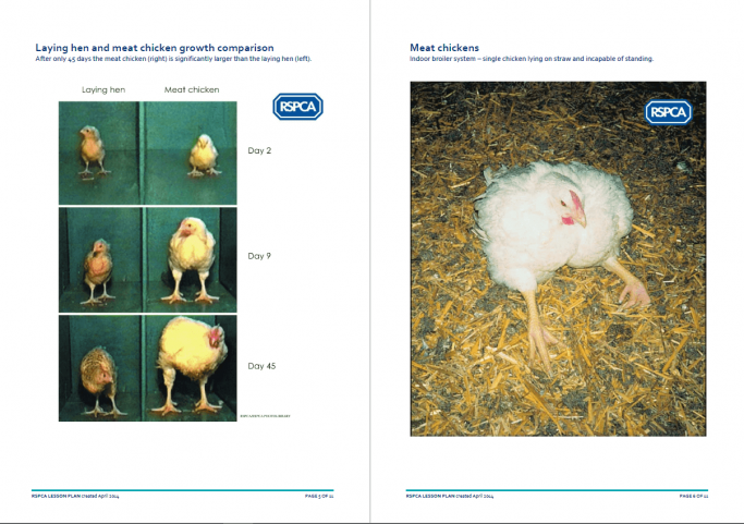 RSPCA Farming KS3 Lesson Plan – Designing a Chicken Welfare Experiment ...
