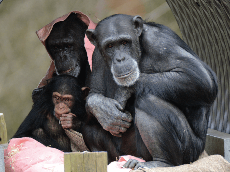 Monkey World – Ape Rescue Centre | Teachwire Educational Product Reviews