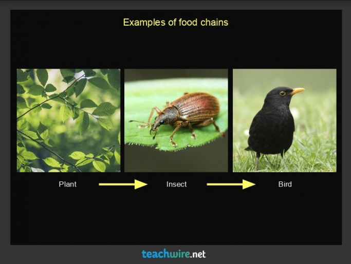 KS1 Science – Living Things, Habitats & Food Chains | Teachwire ...