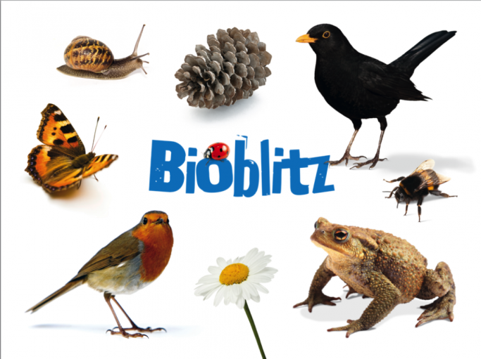 Bioblitz PowerPoint Presentation for KS1/2 | Teachwire Teaching Resource