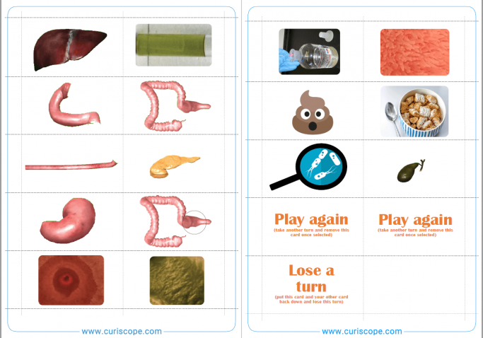 Digestive System Resources for Key Stage 1 and 2 Science | Teachwire ...