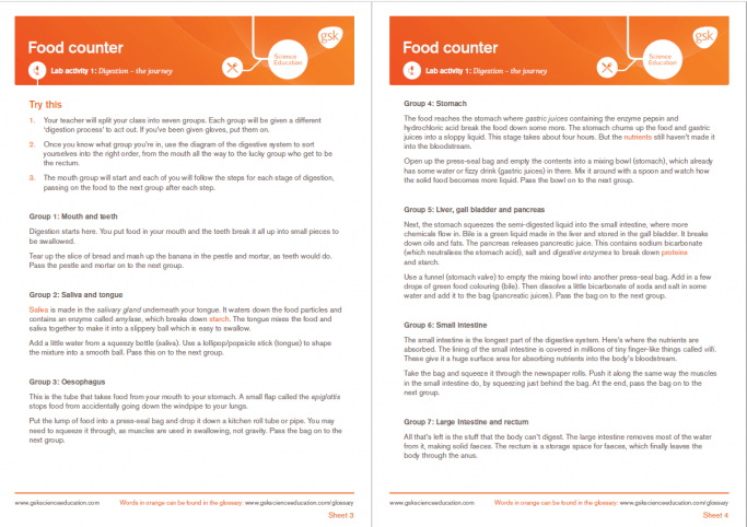 Food Counter Lab Activity 1: Digestion: The Journey – for KS3 Science ...