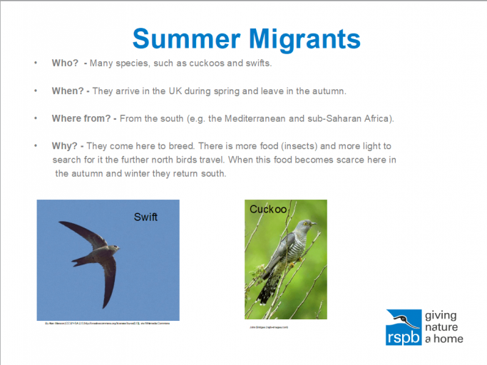 Bird Migration Lesson for KS1 and KS2 | Teachwire Teaching Resource