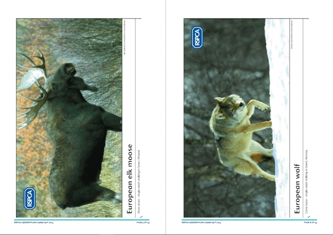 RSPCA Biodiversity KS3 Lesson Plan – Reintroducing Species: A Debate ...