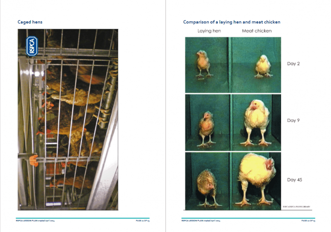 RSPCA Genetic Engineering KS4 Lesson Plan – Intensive Farming and ...