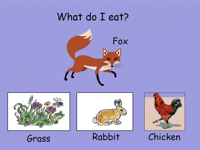 Animals Including Humans – ‘What do Animals Eat?’ PowerPoint for Year 3 ...
