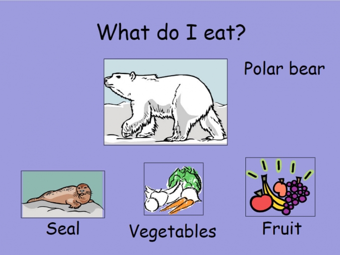 Animals Including Humans – ‘What do Animals Eat?’ PowerPoint for Year 3 ...