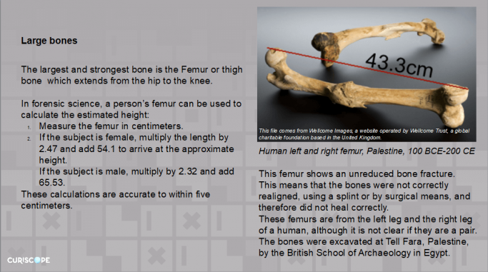 Skeletal System Resources for Key Stage 3 and 4 Science | Teachwire ...