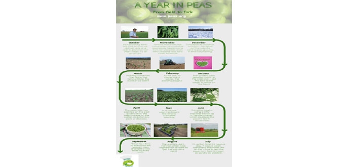 Yes Peas! Resource Pack – PSHE/food technology activities for KS1 to ...
