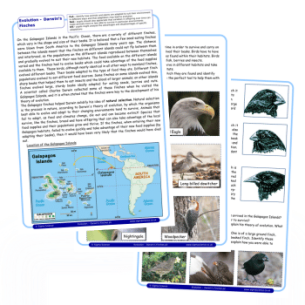 Darwin's finches KS2 – Evolution worksheets - Teachwire