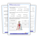 Year 6 science – Animals including humans worksheet - Teachwire