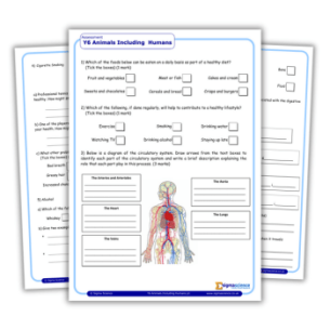 Year 6 science – Animals including humans worksheet - Teachwire
