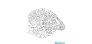 5 Intricate Wild Animal Colouring Pages - Teachwire