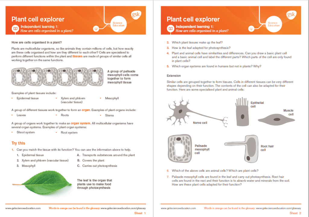 Cell Explorer Independent Learning 1: How are Cells Organised in the ...