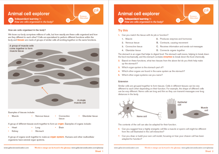 Cell Explorer Independent Learning 2: How are Cells Organised in a ...