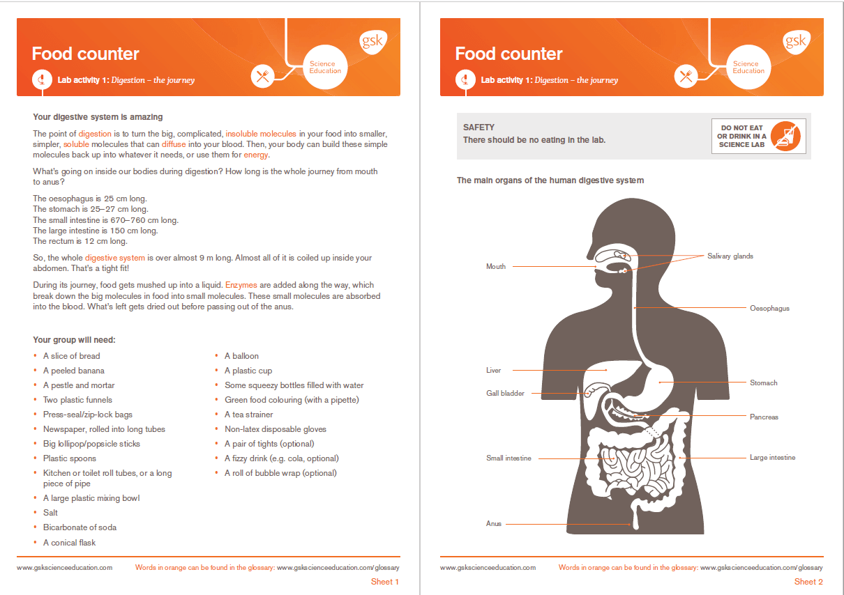 Food Counter Lab Activity 1: Digestion: The Journey – for KS3 Science ...