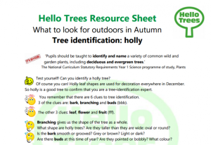 Hello Trees Resource Sheet – Tree ID: Holly - Teachwire