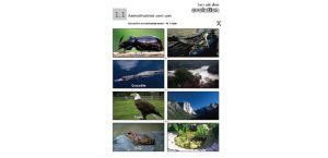 Adaptation in Animals – evolutionary science activity for KS2 - Teachwire