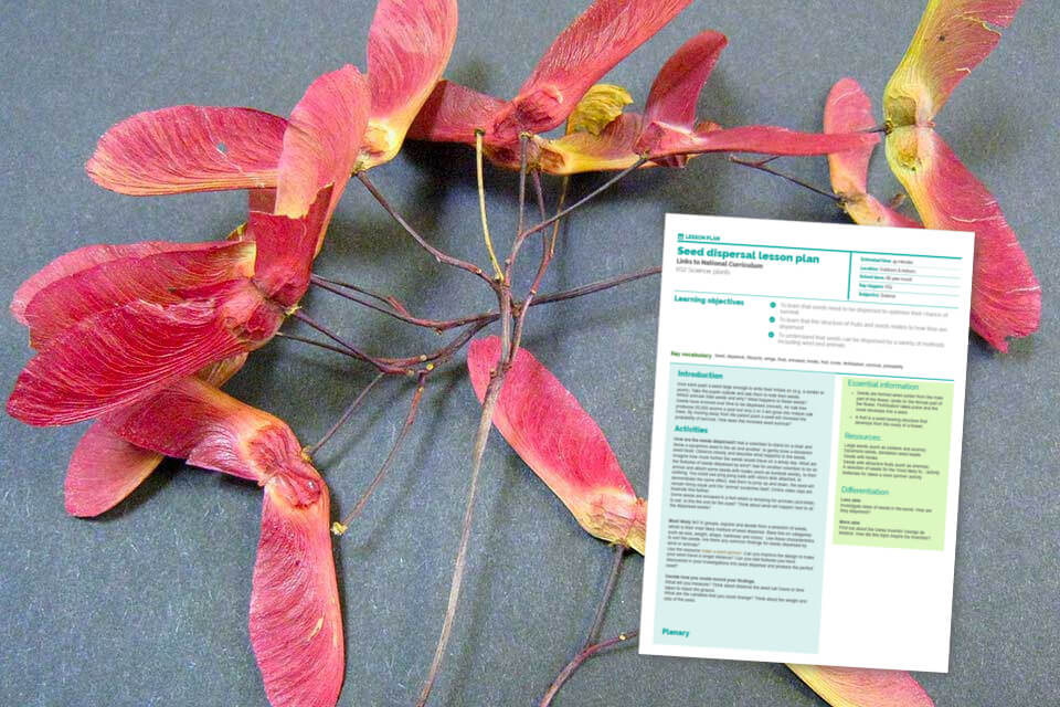 RHS KS2 Science Lesson Plan – Seed Dispersal - Teachwire