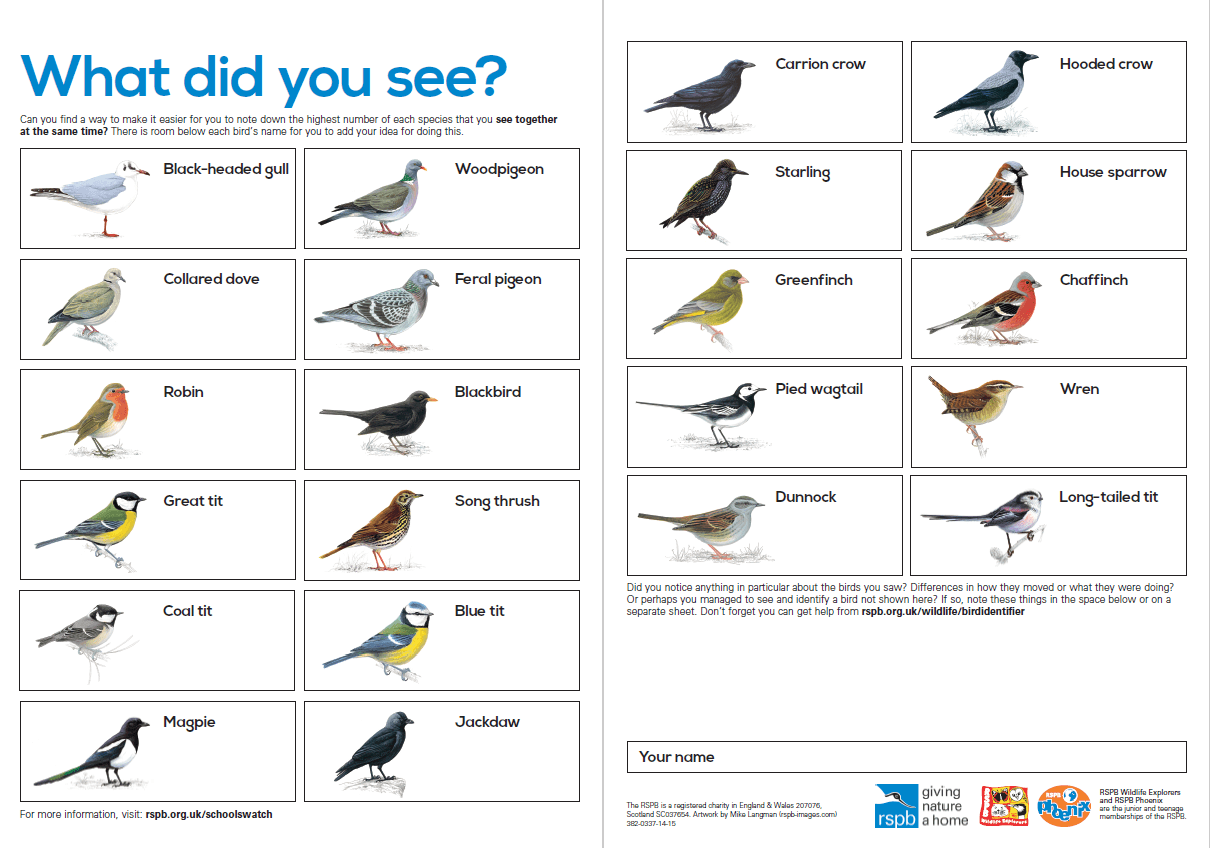 RSPB Big Schools’ Birdwatch – Bird Counting Sheets - Teachwire