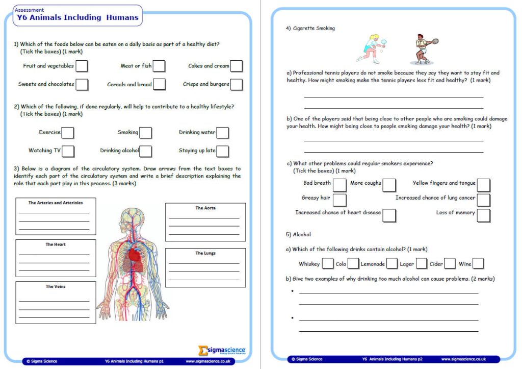 Year 6 Science Assessment Worksheet with Answers – Humans Including ...