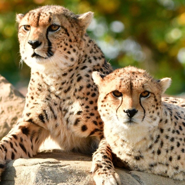 Workshop Archives - Teachwire